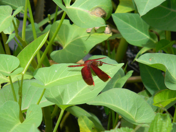 painted grasshawk | Project Noah