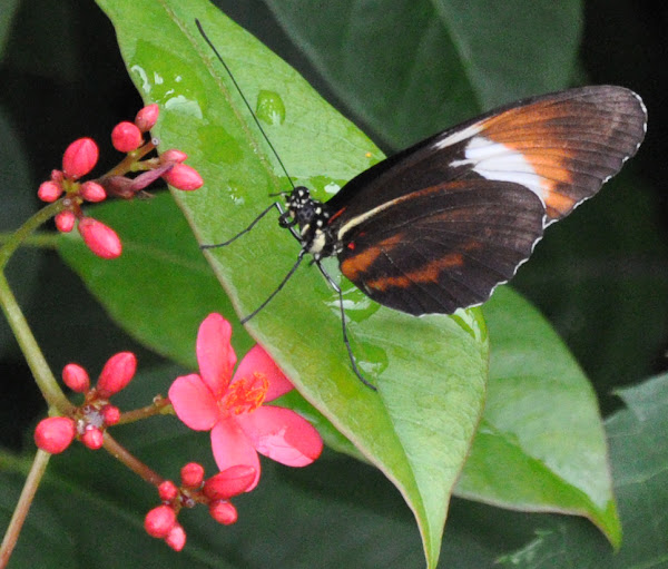 Cydno Longwing Butterfly | Project Noah