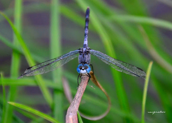 Dragon fly | Project Noah