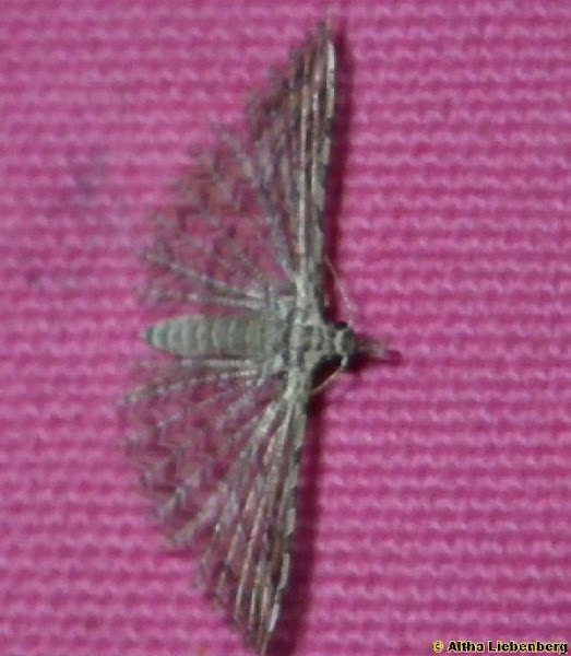 Many-plume Moth | Project Noah