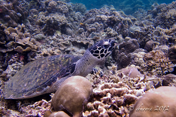 Hawksbill Turtle | Project Noah