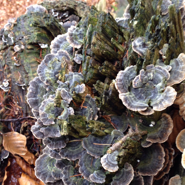 Turkey Tail Polypore | Project Noah