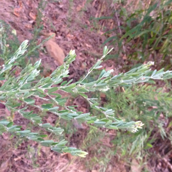 Sericea lespedeza | Project Noah