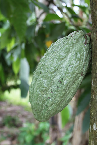Cocoa tree | Project Noah