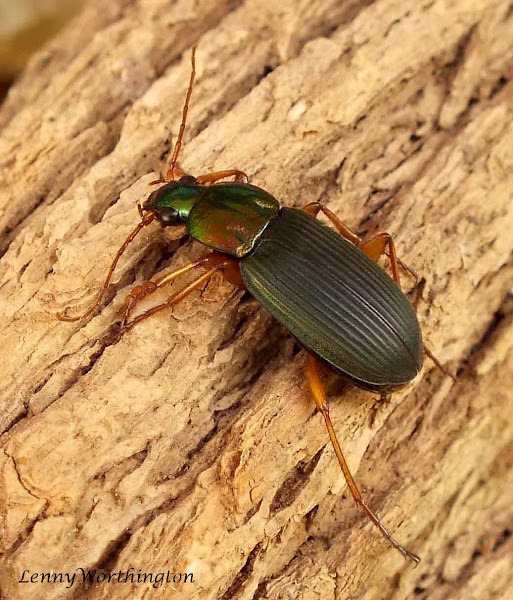 Ground Beetle | Project Noah