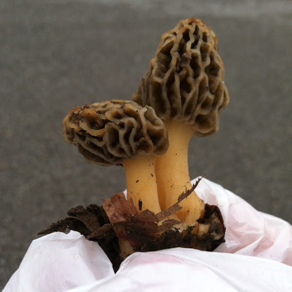 Morel | Project Noah