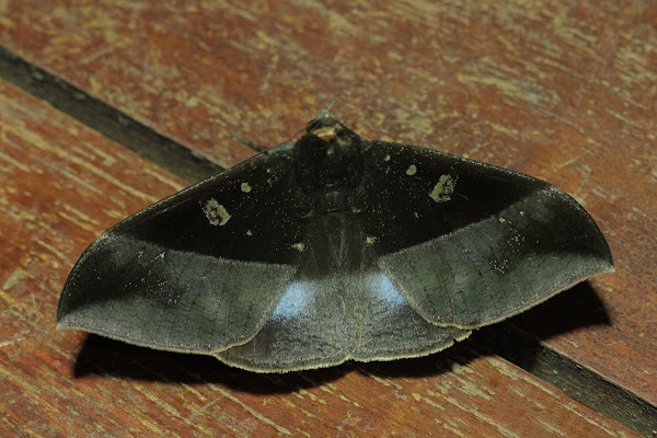 Underwing Moth | Project Noah