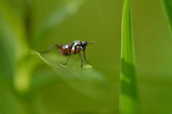 Marsh fly | Project Noah