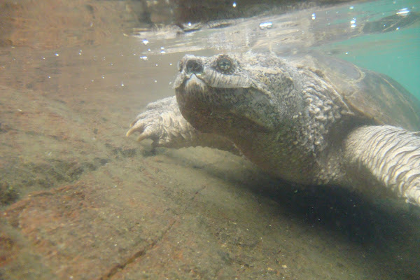 Snapping Turtle | Project Noah