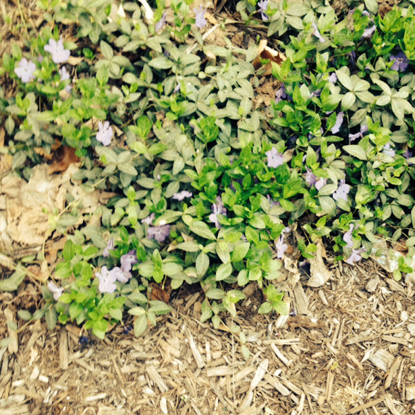 Periwinkle/Myrtle | Project Noah