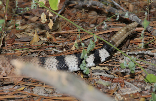 Western Diamondback Rattlesnake | Project Noah