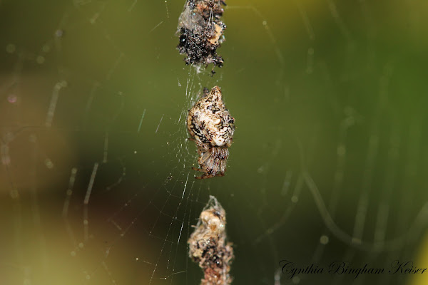 Trashline Orbweaver | Project Noah