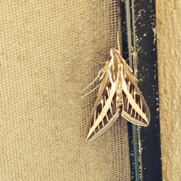 White-lined Sphinx | Project Noah