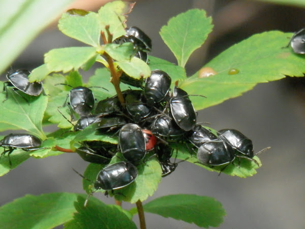 White-margined Burrower Bug | Project Noah