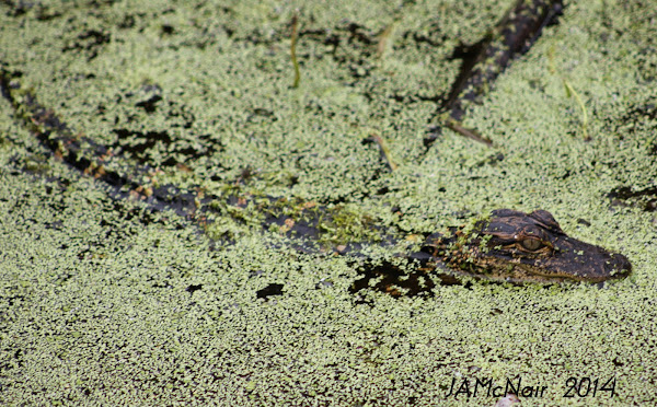 American Alligator (hatchling) | Project Noah