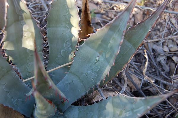 Century plant | Project Noah