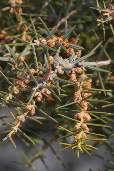 Prickly Juniper, Enebro rojo | Project Noah