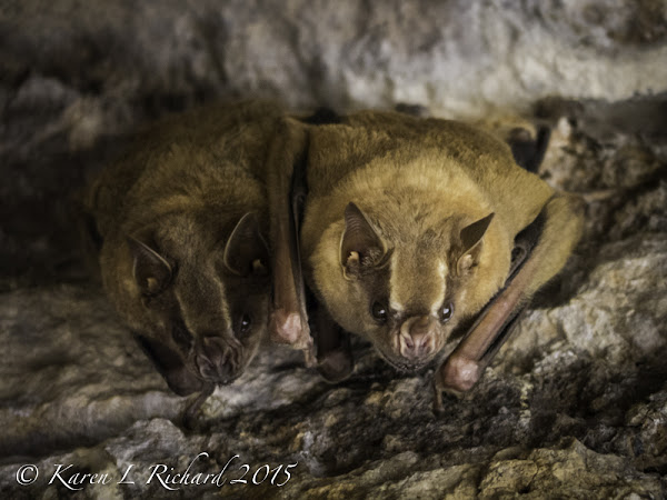 Thomas's fruit-eating bat | Project Noah