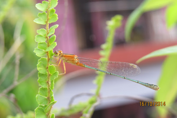 Damselfly | Project Noah