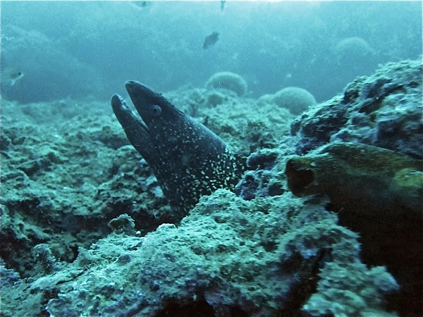 Mediterranean moray eel | Project Noah