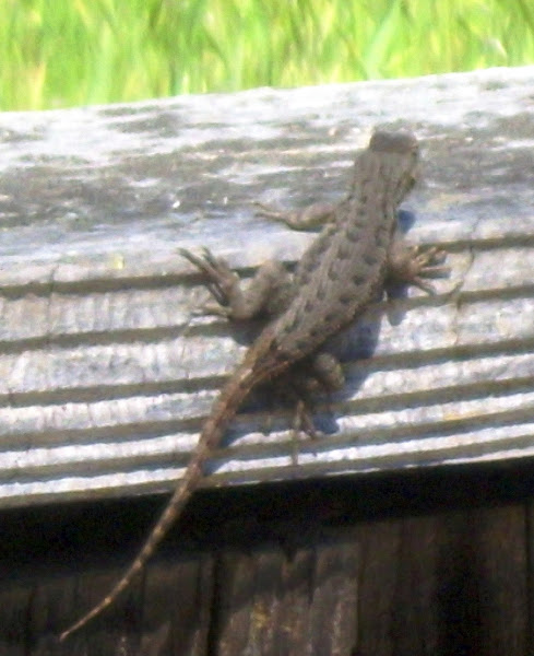 Western Fence Lizard | Project Noah