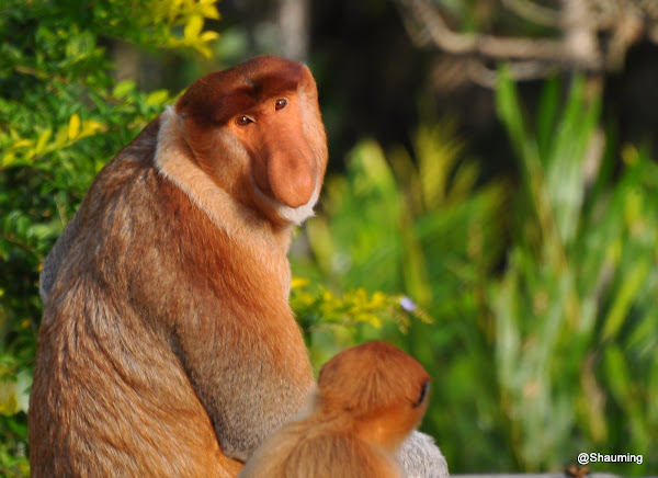 Proboscis Monkey | Project Noah
