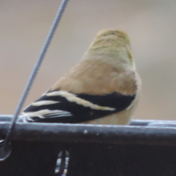 American Goldfinch | Project Noah
