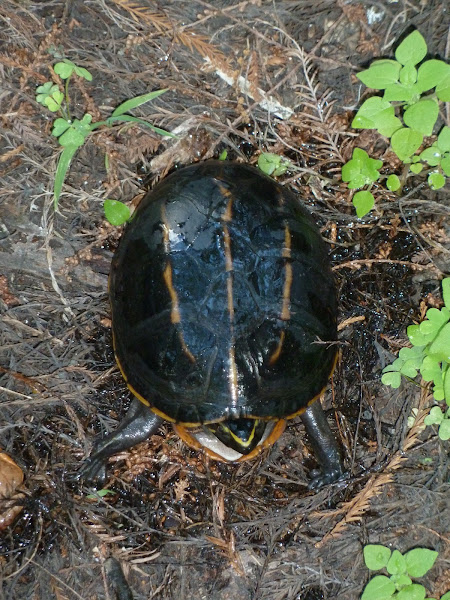 Striped Mud Turtle | Project Noah