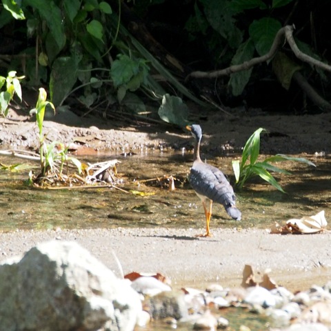 Sunbittern | Project Noah