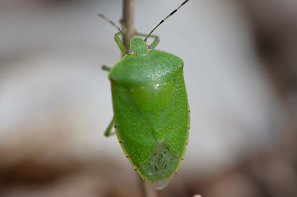 Green Stink bug | Project Noah