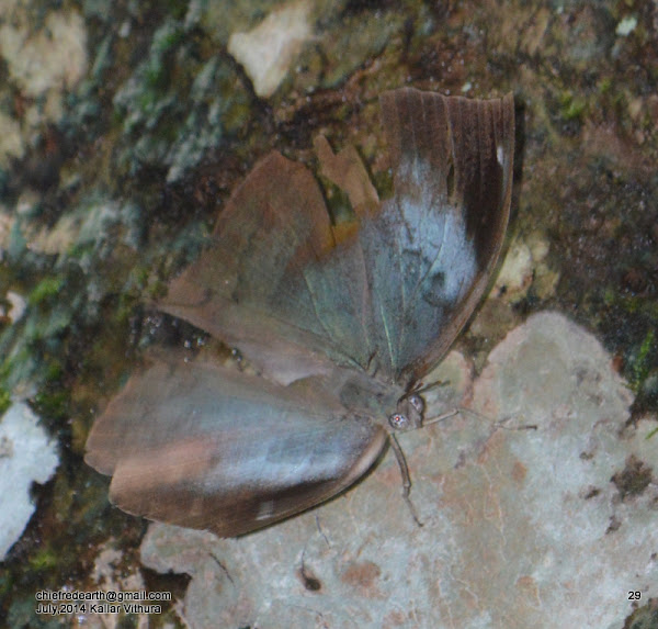 South Indian Blue Oakleaf | Project Noah