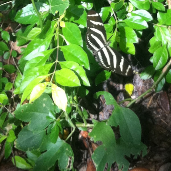 Zebra longwing | Project Noah