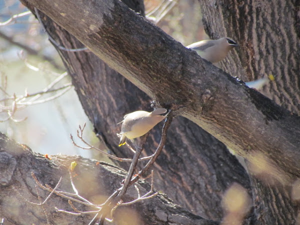 Cedar Waxwing | Project Noah