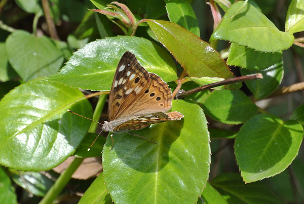 Hackberry Emperor Butterfly | Project Noah