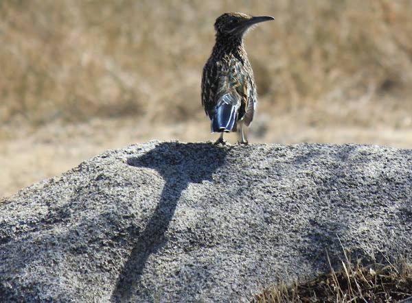 Greater Roadrunner | Project Noah