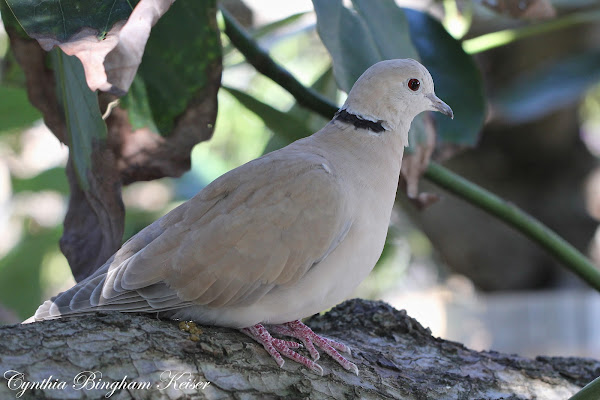 Eurasian Collared-Dove | Project Noah