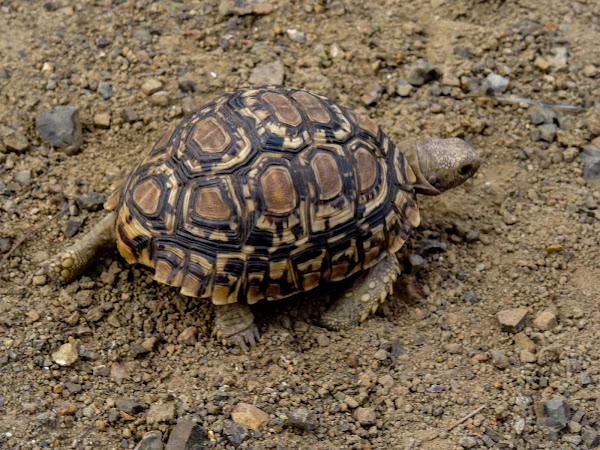 Leopard Tortoise | Project Noah