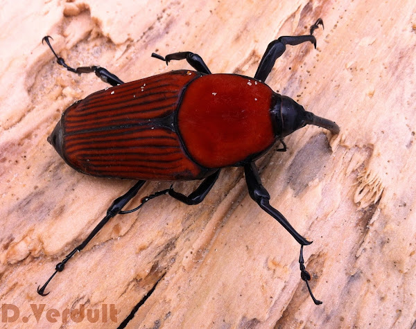 Red Palm Weevil | Project Noah