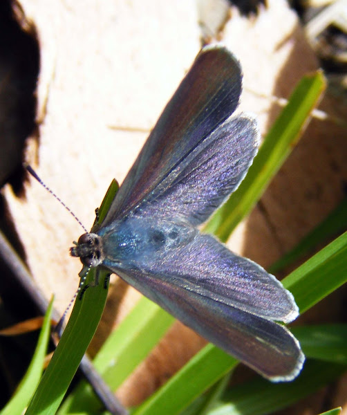 Small Dusky Blue Butterfly | Project Noah