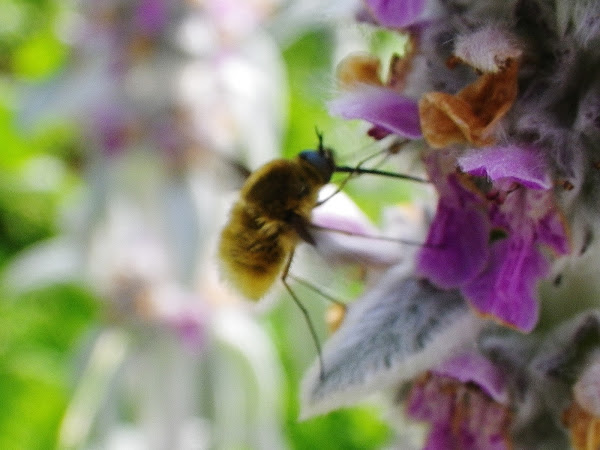 Bee-fly | Project Noah