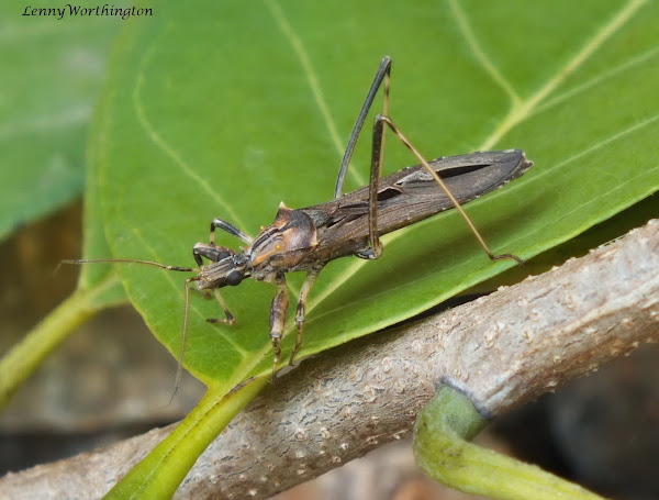 Assassin Bug | Project Noah