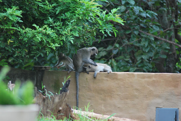 Vervet Monkey | Project Noah