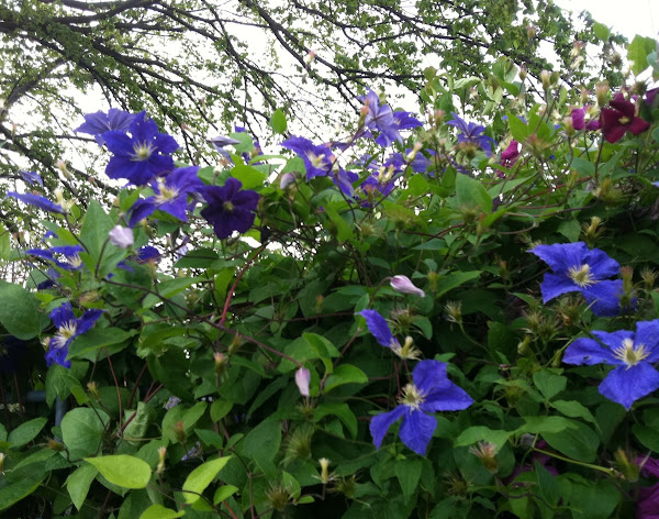 Clematis | Project Noah