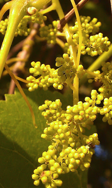 California Wild Grape | Project Noah