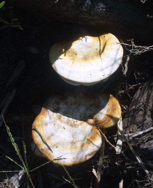 Unknown Polypore | Project Noah