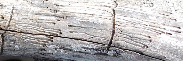 True Bark Beetle | Project Noah