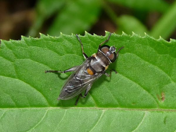 Syrphid fly | Project Noah