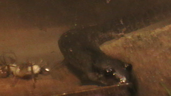 Dusky Salamander | Project Noah