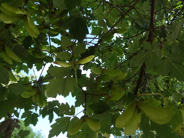 Paperbark maple | Project Noah