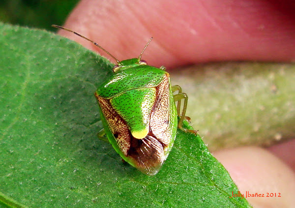 Brown-winged Stink Bug | Project Noah